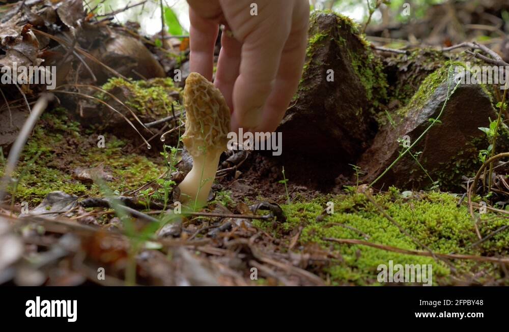Finding your roots Stock Videos & Footage - HD and 4K Video Clips - Alamy