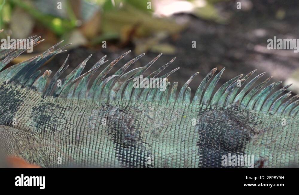 Close up of pointy spine of a Green Iguana showing the scales in detail ...