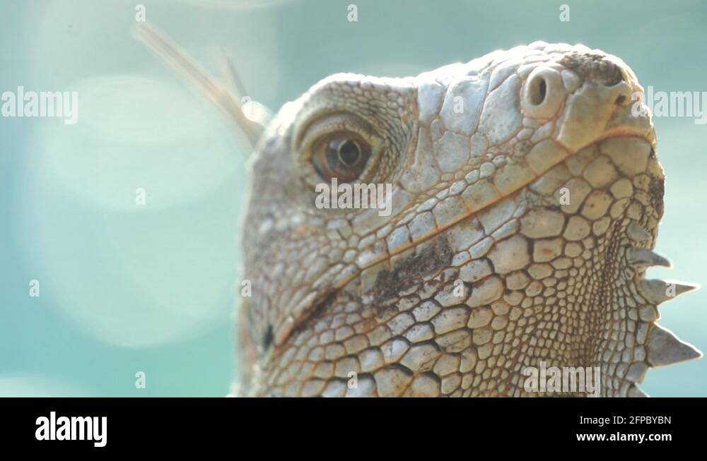 Iguana scale detail Stock Videos & Footage - HD and 4K Video Clips - Alamy