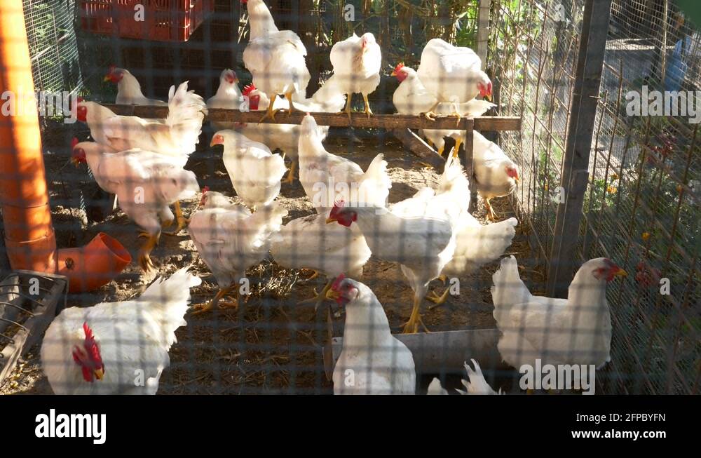 Farm-Raised Chickens Inside A Small Crowded Cage - close up Stock Video ...