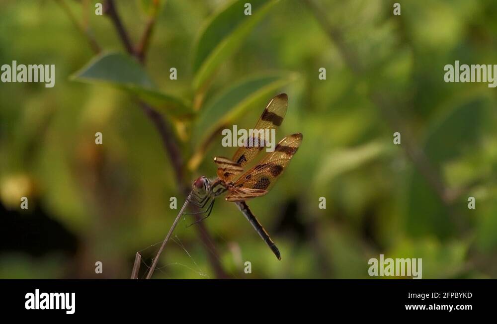 Everglades insect Stock Videos & Footage - HD and 4K Video Clips - Alamy