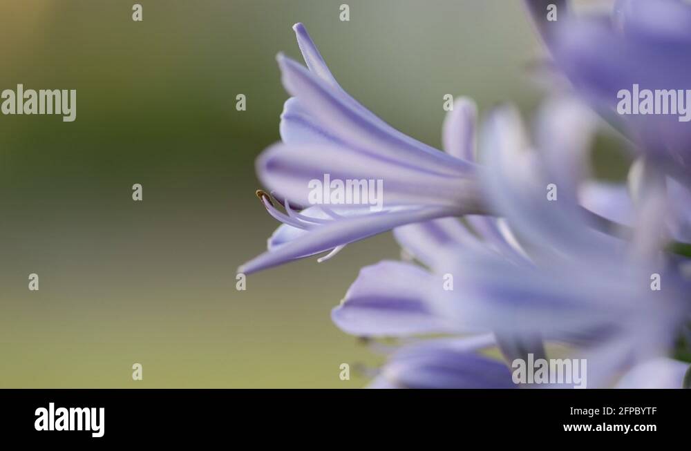 Agapanthus africanus close view flower Stock Videos & Footage - HD and ...