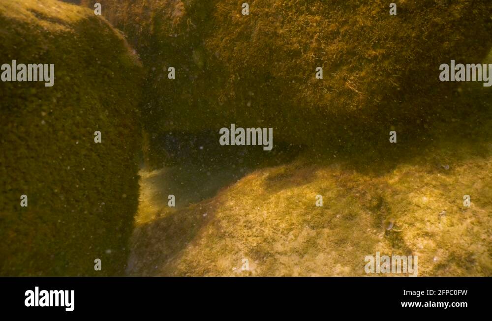 Fish hidden in the reef Stock Videos & Footage - HD and 4K Video Clips ...