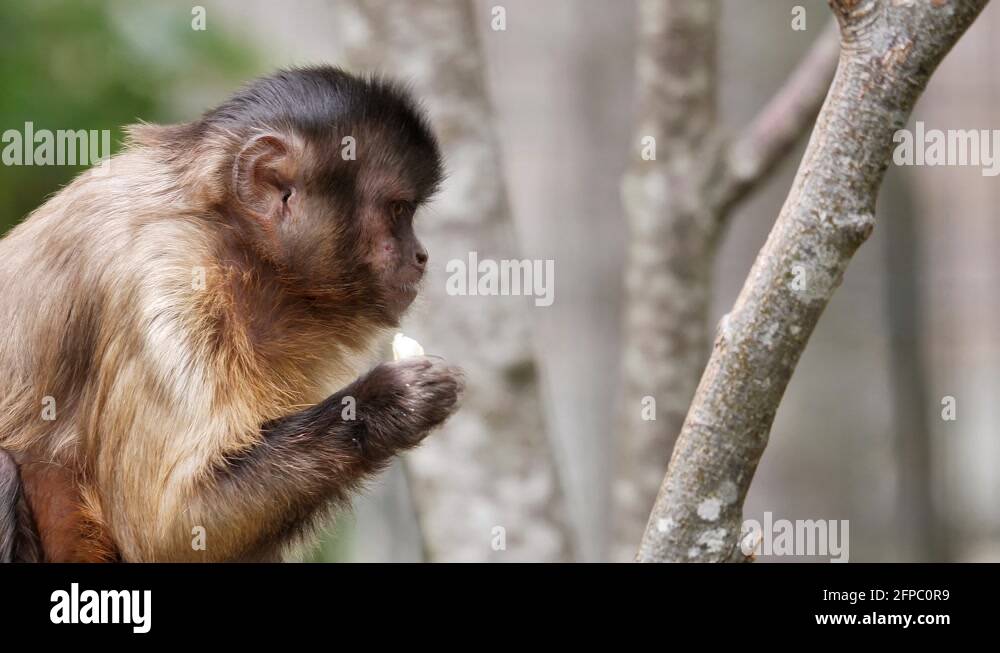 Sweet monkey Stock Videos & Footage - HD and 4K Video Clips - Alamy