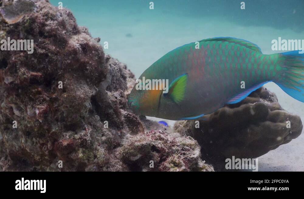 Algae eater Stock Videos & Footage - HD and 4K Video Clips - Alamy