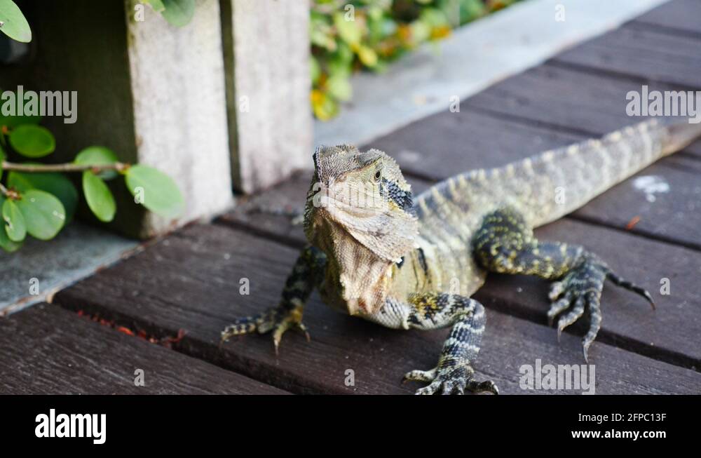 Australia Water dragon (Lizard) , Australia water lizard in public ...