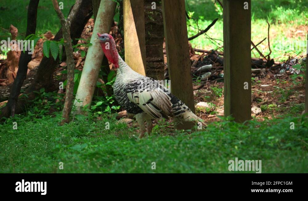 Face and wattle are red Stock Videos & Footage - HD and 4K Video Clips ...