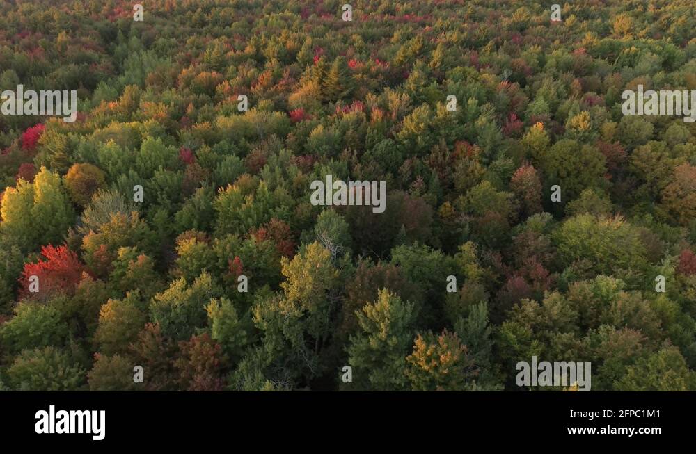 Overhead forest Stock Videos & Footage - HD and 4K Video Clips - Alamy