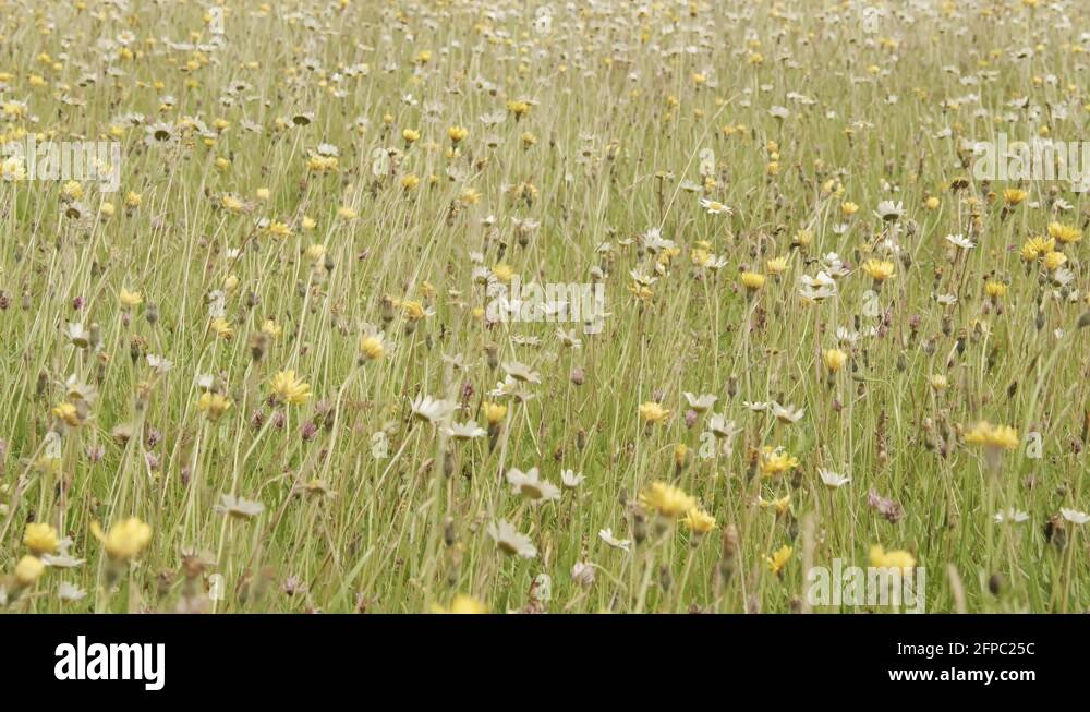 Beautiful field wild flowers blowing Stock Videos & Footage - HD and 4K ...