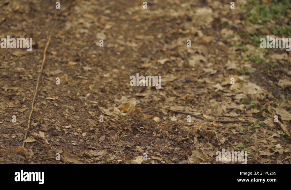 Dry leaves on the forest floor Stock Videos & Footage - HD and 4K Video ...