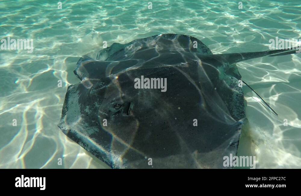 Stingray sandbar Stock Videos & Footage - HD and 4K Video Clips - Alamy