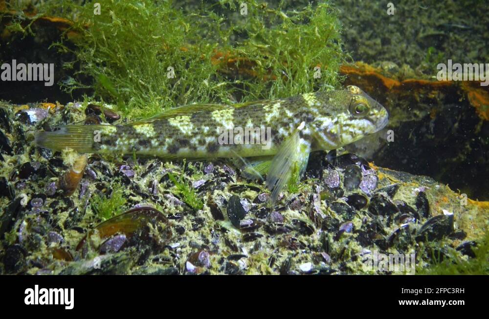 Ecology of invasive species Stock Videos & Footage - HD and 4K Video ...