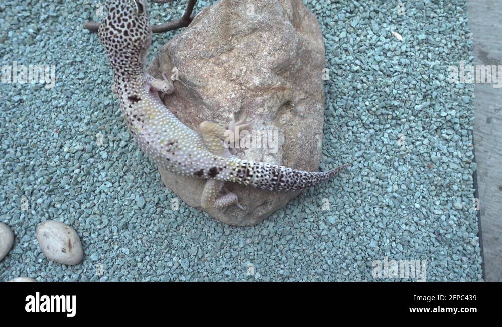 Blue spiny lizard Stock Videos & Footage - HD and 4K Video Clips - Alamy