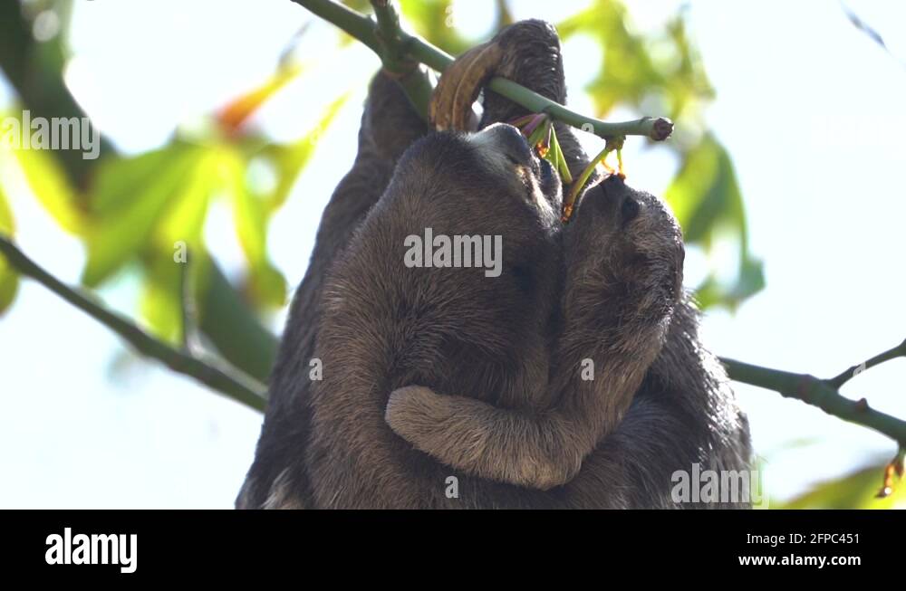Baby sloth and mother close Stock Videos & Footage - HD and 4K Video ... Baby sloth and mother close Stock Videos & Footage - HD and 4K Video ...