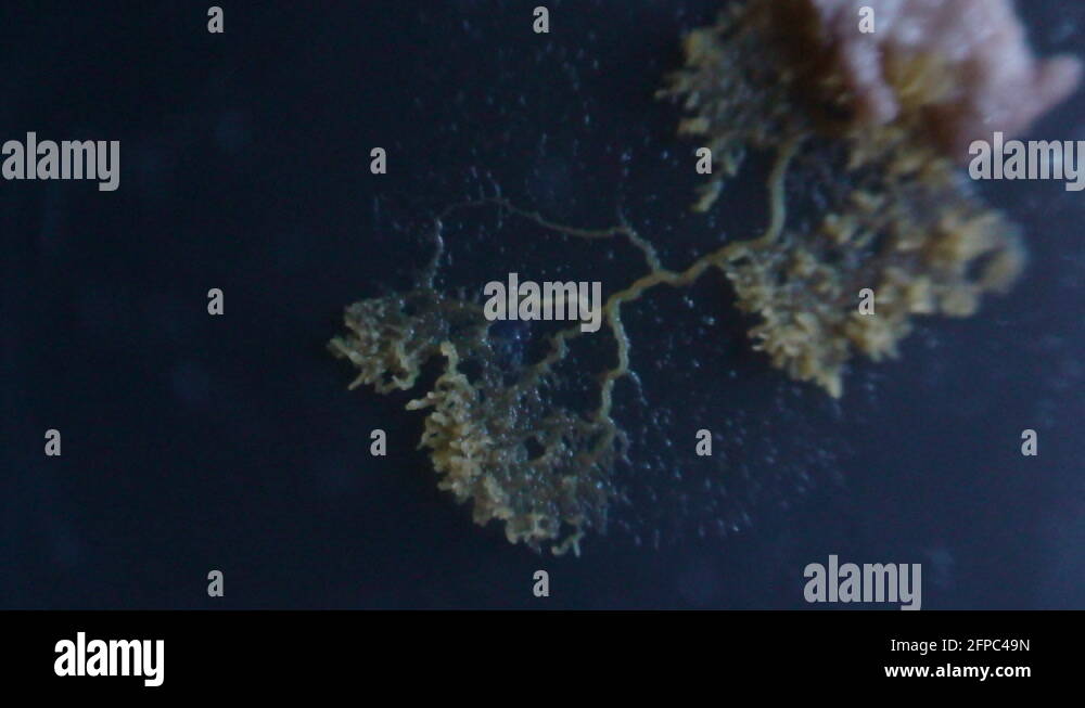 Fungus creepy Stock Videos & Footage - HD and 4K Video Clips - Alamy