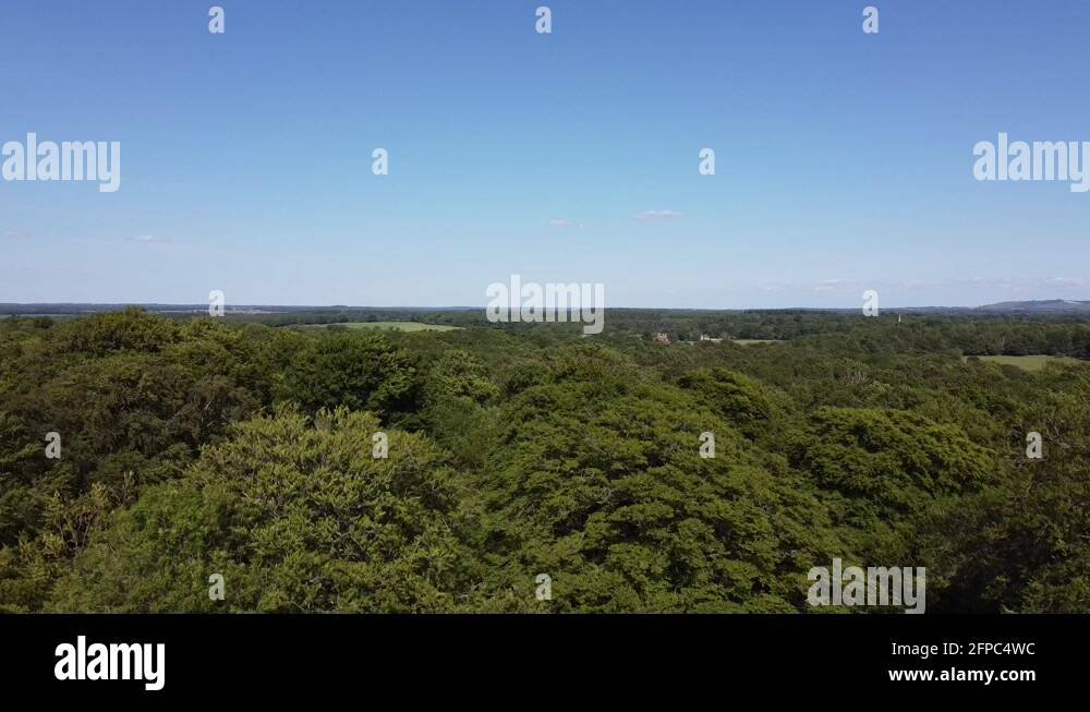 Savernake forest Stock Videos & Footage - HD and 4K Video Clips - Alamy
