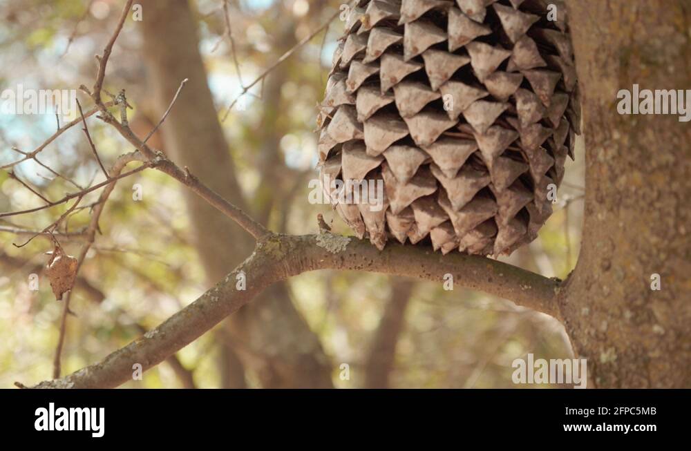 Propped up old tree Stock Videos & Footage - HD and 4K Video Clips - Alamy