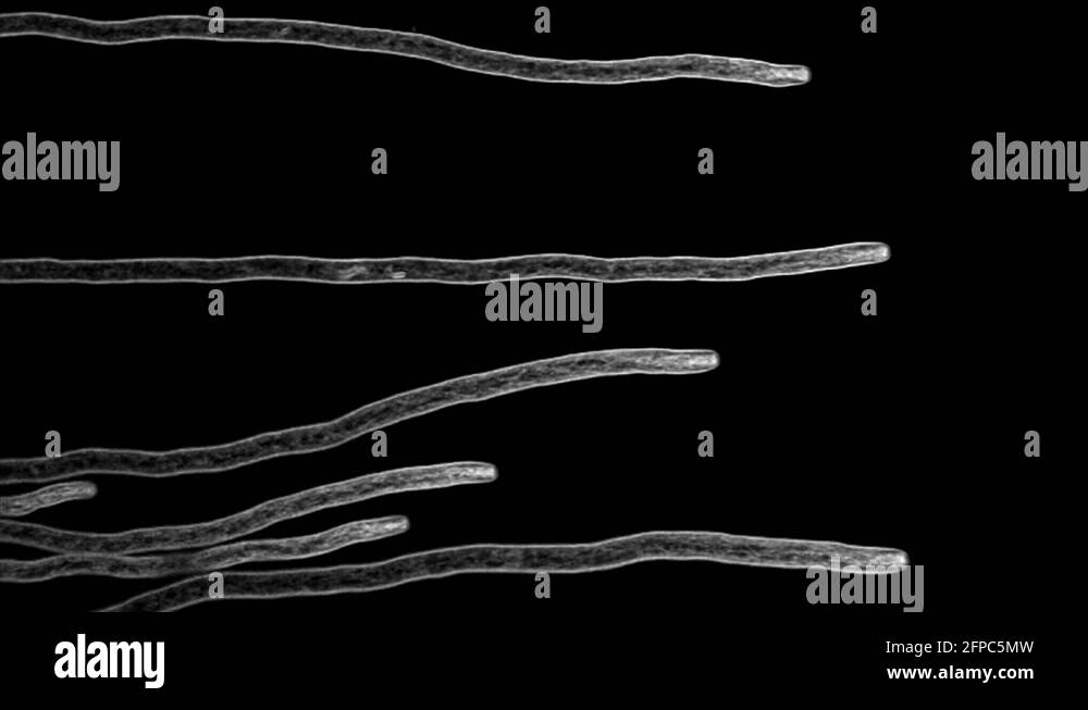 Mycelium in fungi Stock Videos & Footage - HD and 4K Video Clips - Alamy