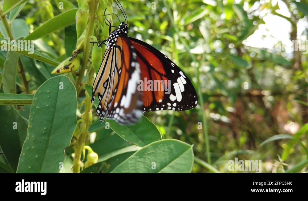 Monarch butterfly habitat Stock Videos & Footage - HD and 4K Video ...