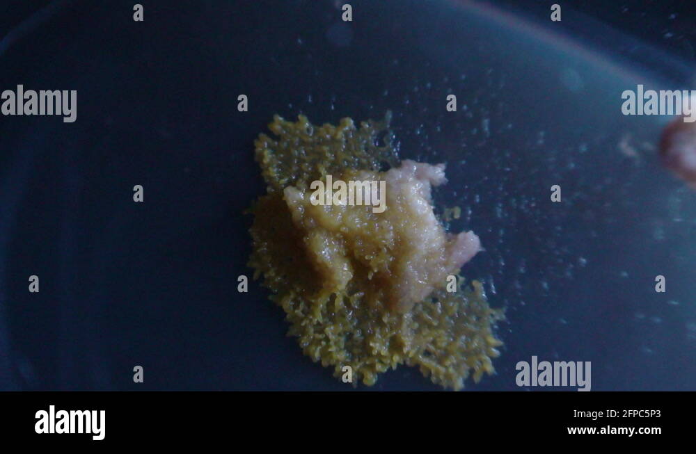 Slime fungi Stock Videos & Footage - HD and 4K Video Clips - Alamy
