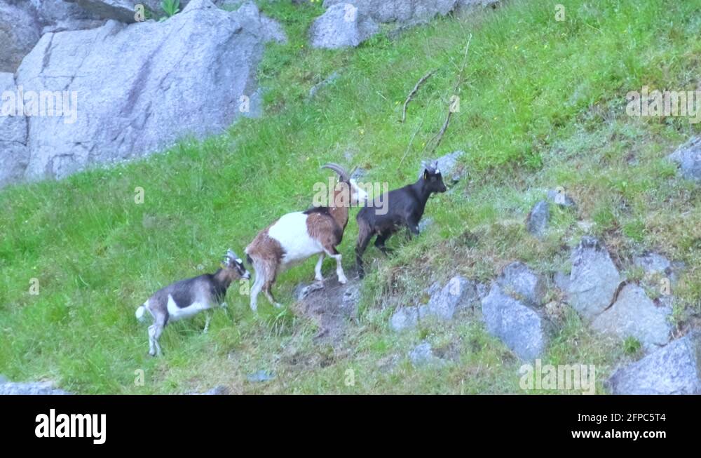Walking goats Stock Videos & Footage - HD and 4K Video Clips - Alamy