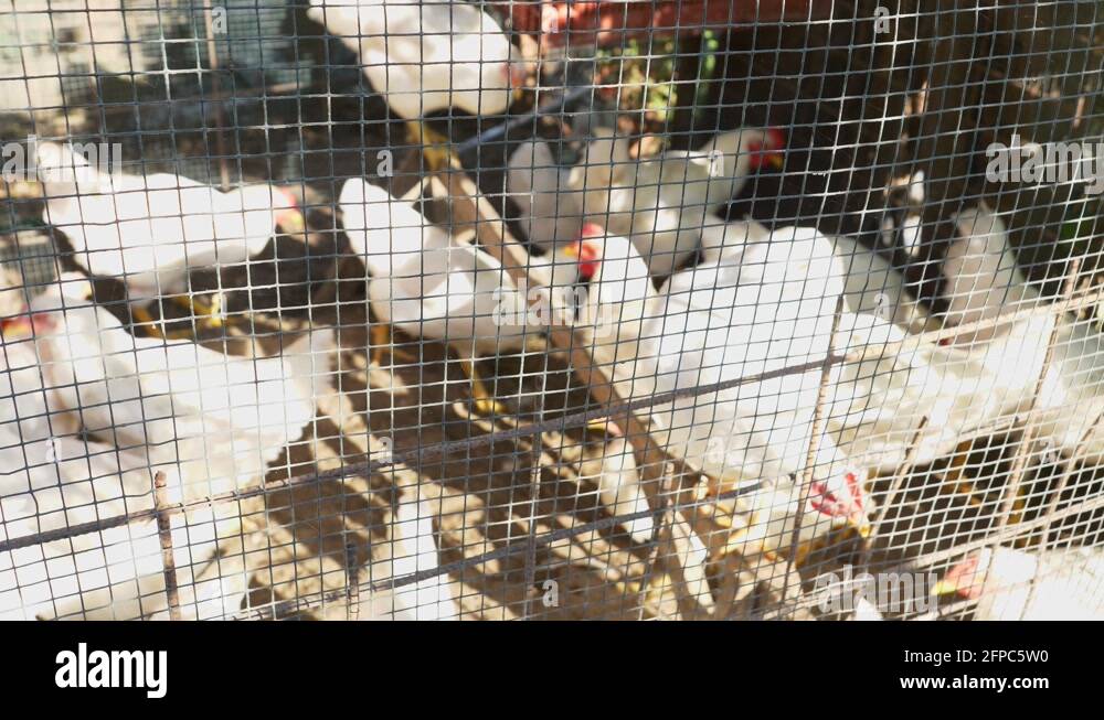 Domestic Chickens Inside A Cramped And Crowded Cage In A Small Farm ...