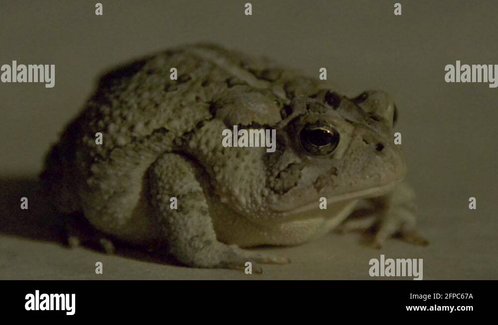 Bubble frog Stock Videos & Footage - HD and 4K Video Clips - Alamy