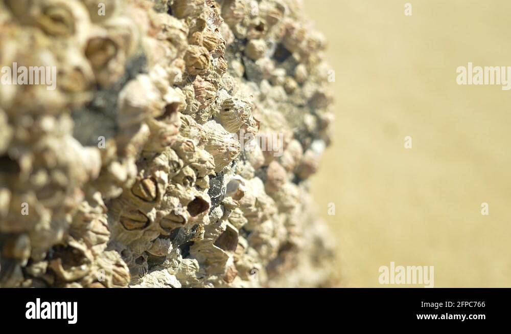 Barnacles On Rocks - Beach Rocks With Acorn Barnacles - Palm Beach In ...