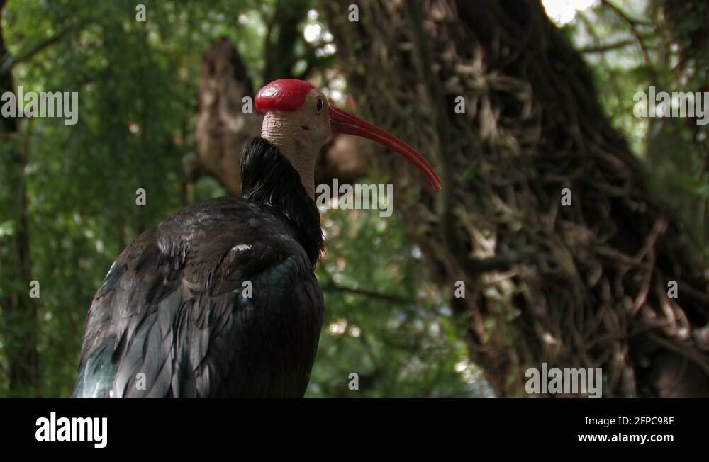 Flamingo tree Stock Videos & Footage - HD and 4K Video Clips - Alamy