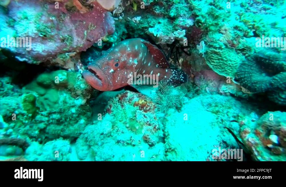 Reef fish ugly fish Stock Videos & Footage - HD and 4K Video Clips - Alamy