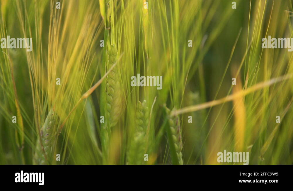 Stalks or stems Stock Videos & Footage - HD and 4K Video Clips - Alamy