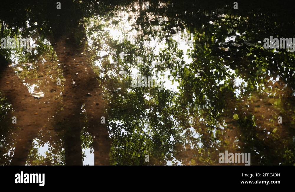 River insects uk Stock Videos & Footage - HD and 4K Video Clips - Alamy