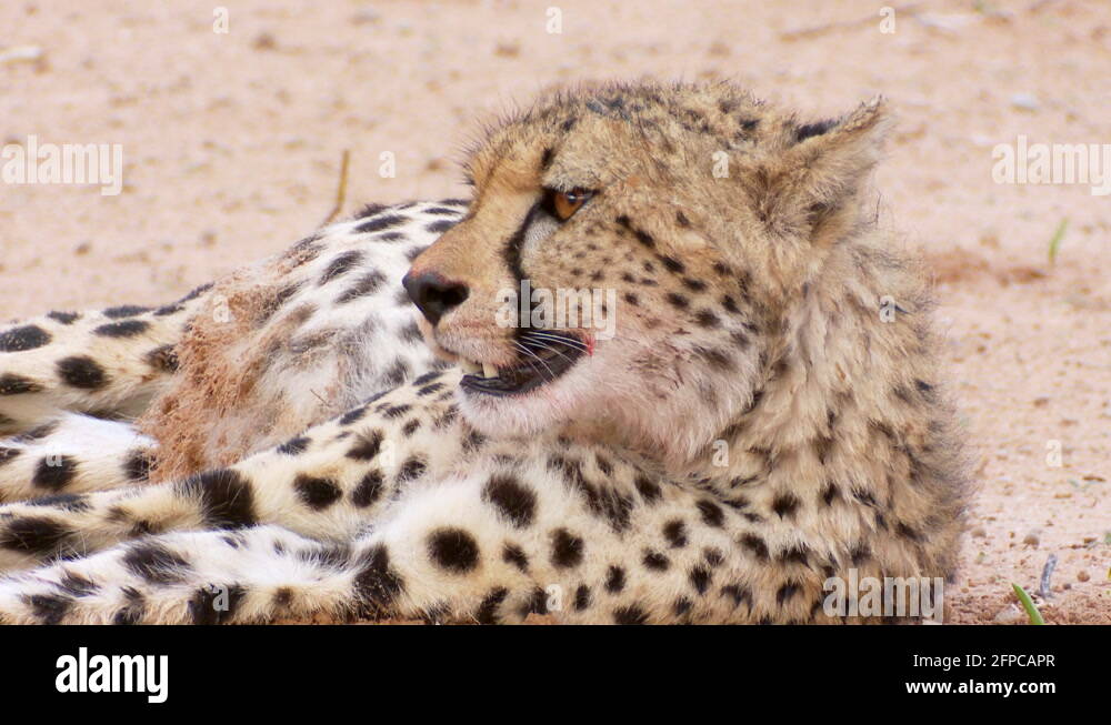 Cheetah landscape Stock Videos & Footage - HD and 4K Video Clips - Alamy