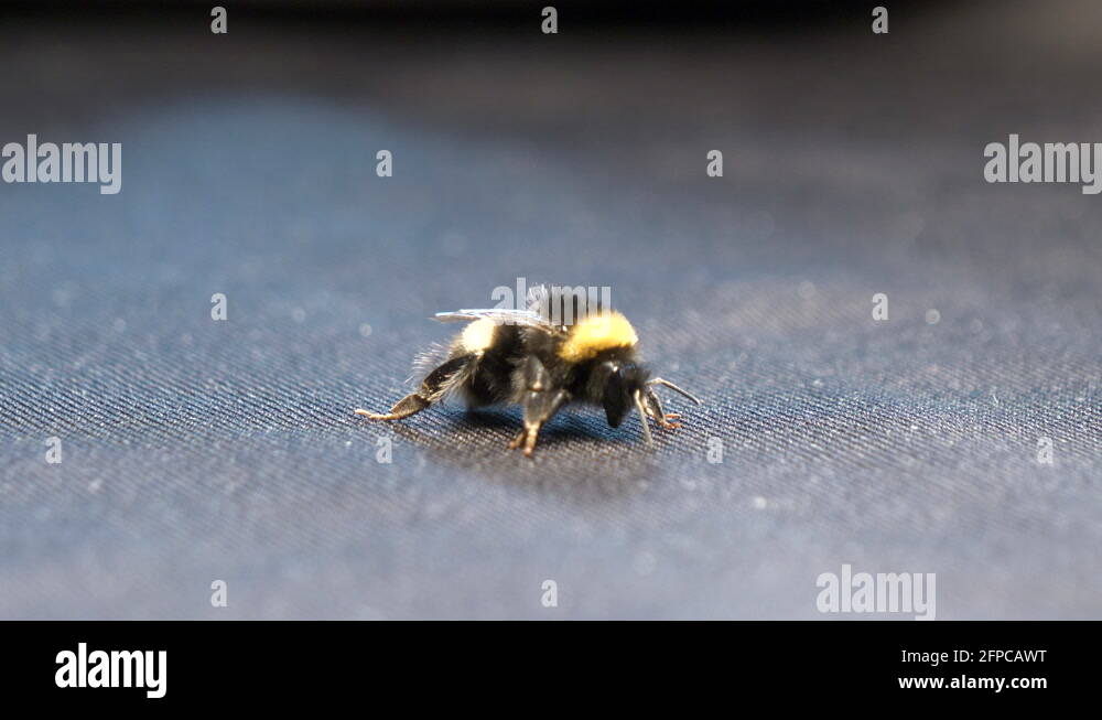 Tired bee Stock Videos & Footage - HD and 4K Video Clips - Alamy