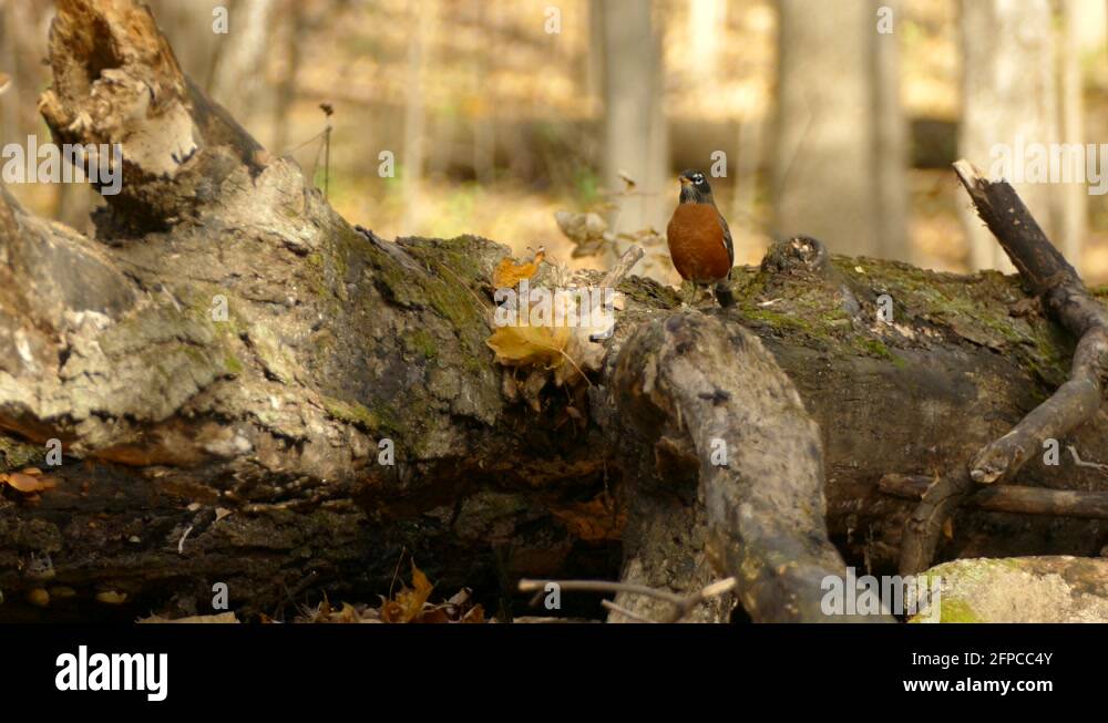 Dead robin Stock Videos & Footage - HD and 4K Video Clips - Alamy
