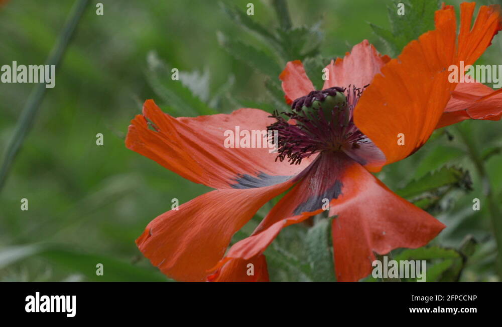 Fully opened flower Stock Videos & Footage - HD and 4K Video Clips - Alamy