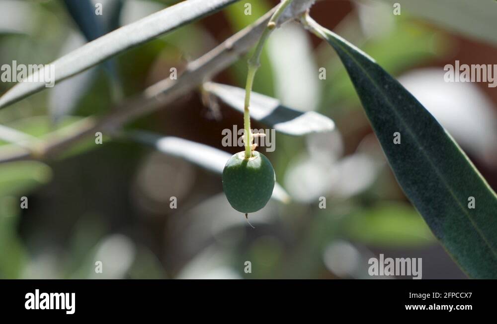 Olive tree green close Stock Videos & Footage - HD and 4K Video Clips ...