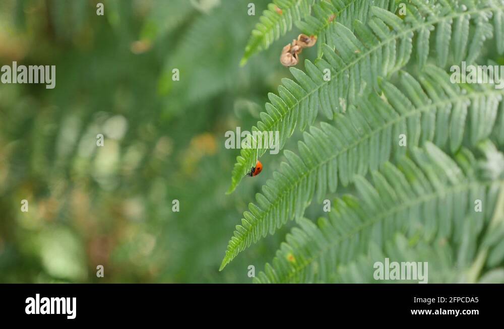 Fern bird Stock Videos & Footage - HD and 4K Video Clips - Alamy