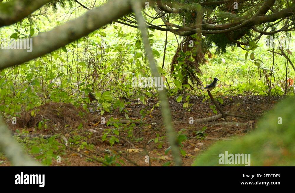 Respect wildlife Stock Videos & Footage - HD and 4K Video Clips - Alamy