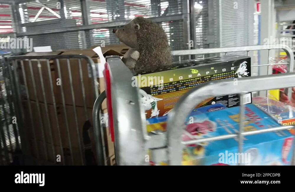 Animal elevator Stock Videos & Footage - HD and 4K Video Clips - Alamy