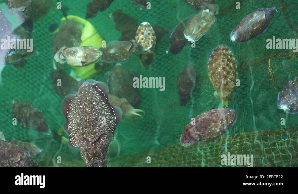 Squid trap Stock Videos & Footage - HD and 4K Video Clips - Alamy