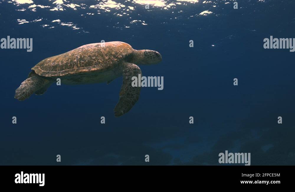 Majestic underwater scene of loggerhead sea turtle swimming alone in ...