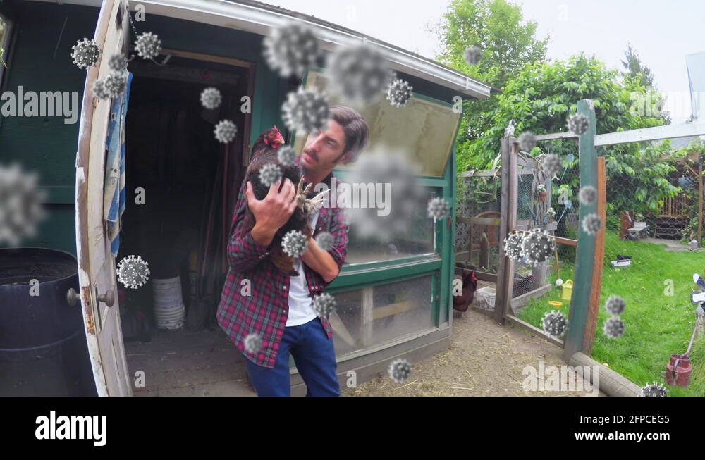 Chicken cells Stock Videos & Footage - HD and 4K Video Clips - Alamy