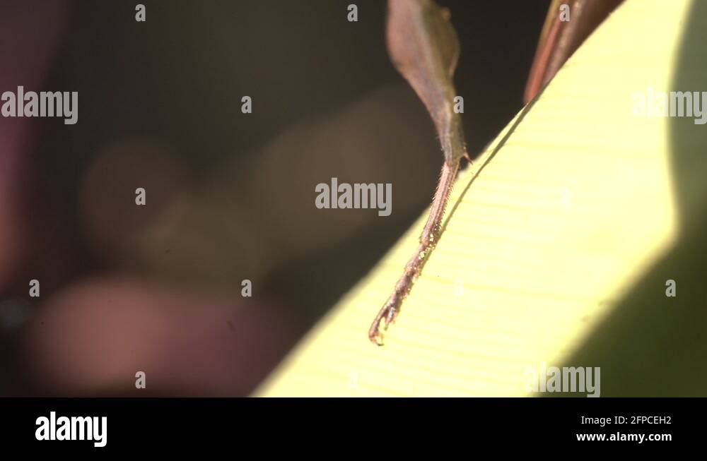 Mantis legs Stock Videos & Footage - HD and 4K Video Clips - Alamy