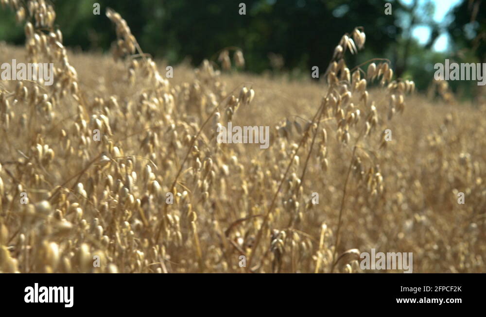 Dry climate plants Stock Videos & Footage - HD and 4K Video Clips - Alamy