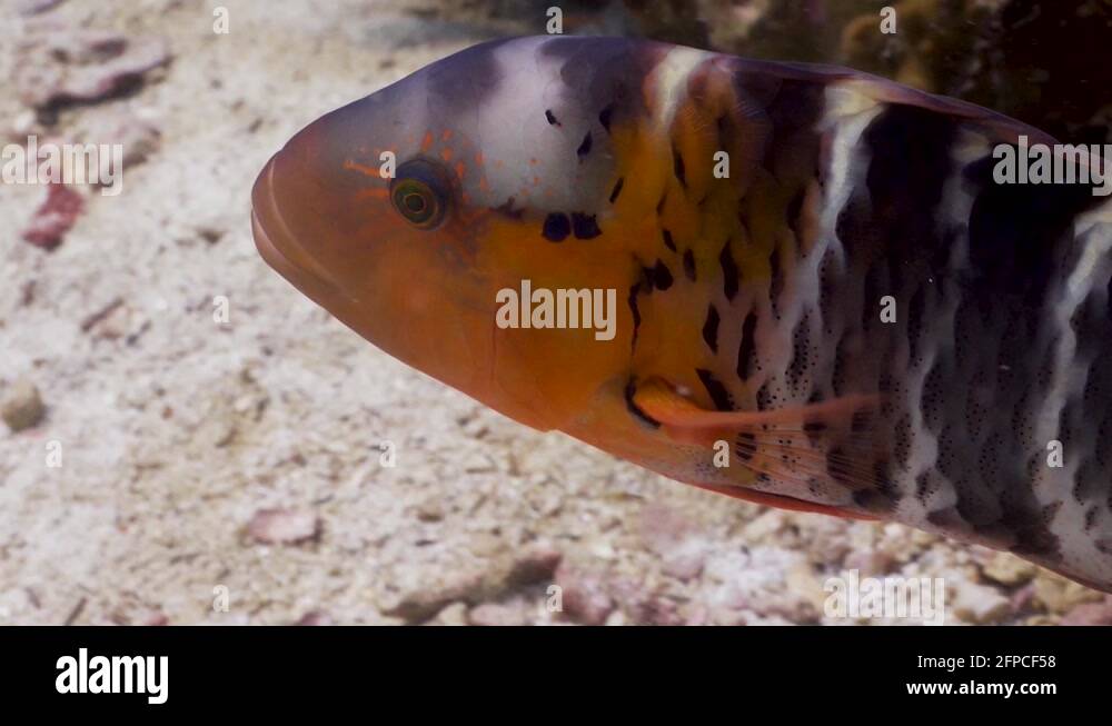 Red clam Stock Videos & Footage - HD and 4K Video Clips - Alamy