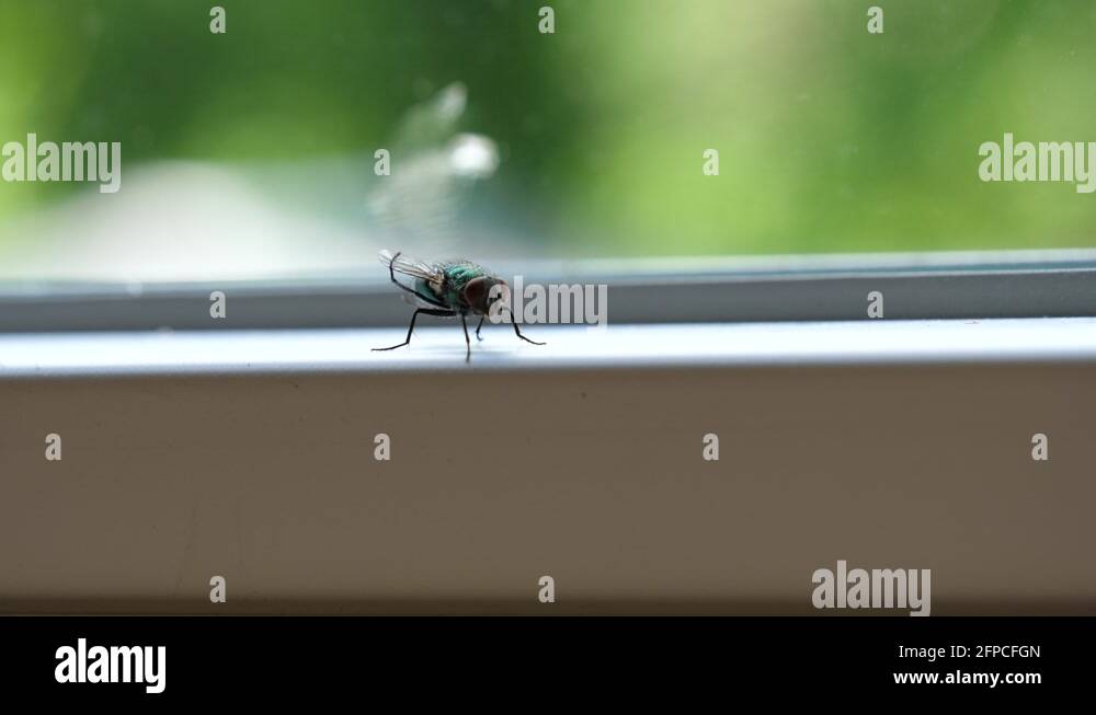 Shallow Focus Fly Cleaning Wings with Hind Legs - CU Video Stock Video ...