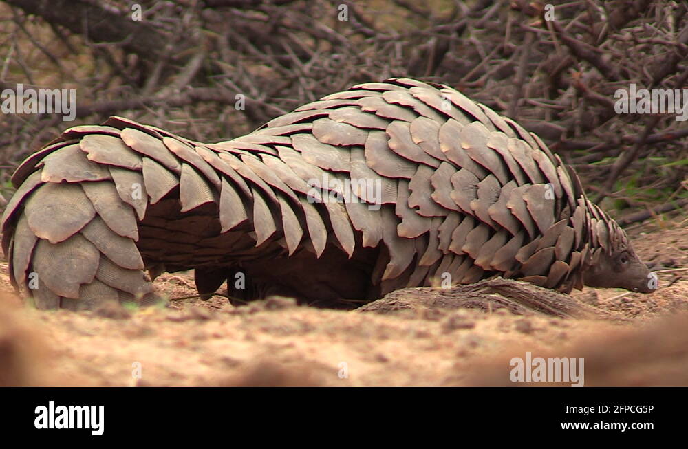 Pangolin scale Stock Videos & Footage - HD and 4K Video Clips - Alamy
