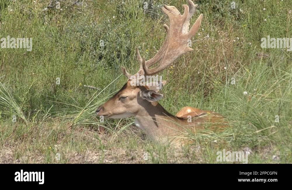 Dutch deer Stock Videos & Footage - HD and 4K Video Clips - Alamy