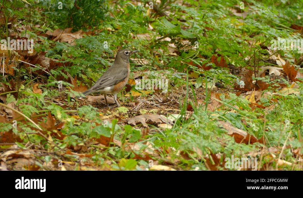 Using beak Stock Videos & Footage - HD and 4K Video Clips - Alamy